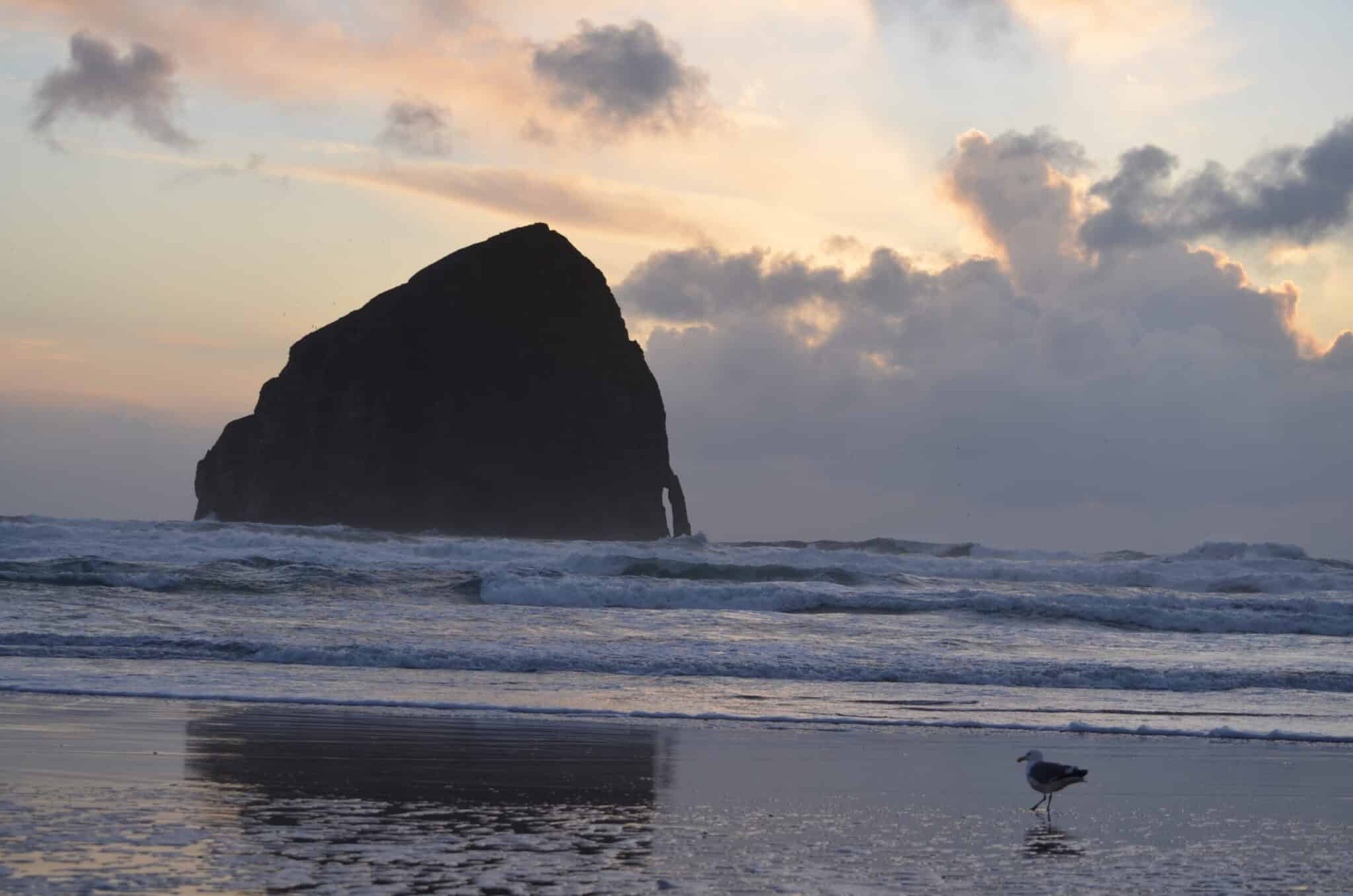Oregon's North Coast Birding and Oregon Coast Lodging