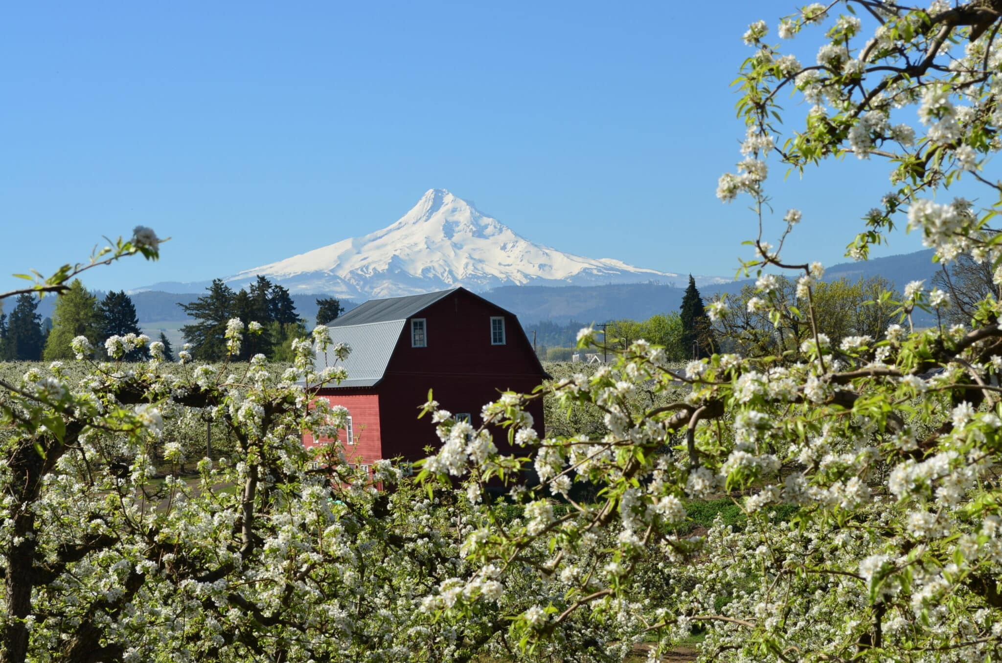 Hood River Valley Blossom Spectacular