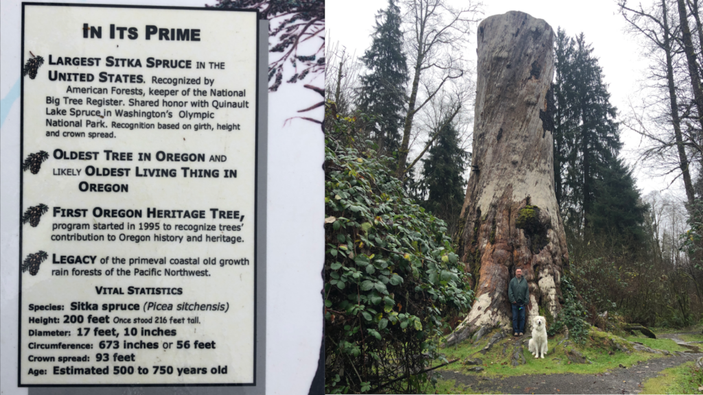 The Sitka Spruce at Klootchy Creek - Oregon Heritage Trees